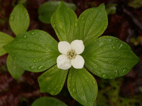 Bunchberry Plantwatch