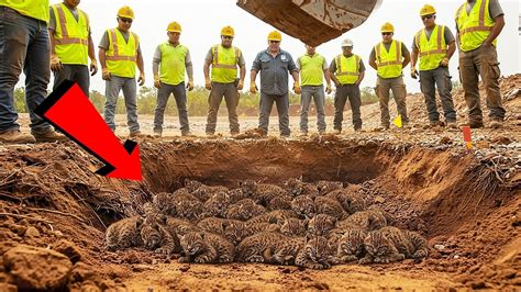 Bobcat Kittens Were Seconds From Being Buried Alive What Happened Next