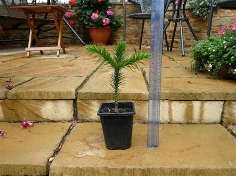 Monkey Puzzle Trees Rob S Nursery