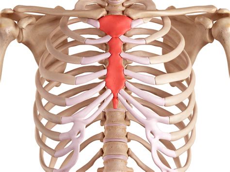 Facts About Tietze Syndrome Facts Net