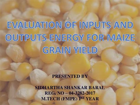 evaluation of input and output energy for maize grain