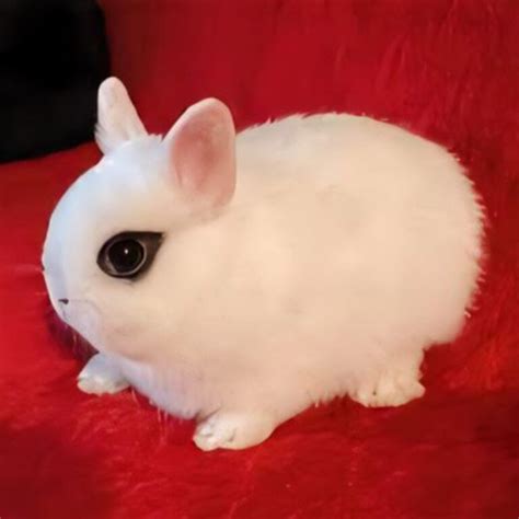 Exceptional American Dwarf Hotot Breeder Pair Malik Rabbit Farm