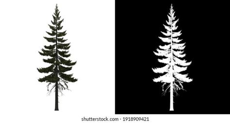 Front View Pinus Sylvestris Tree Png Stock Illustration 1916603318