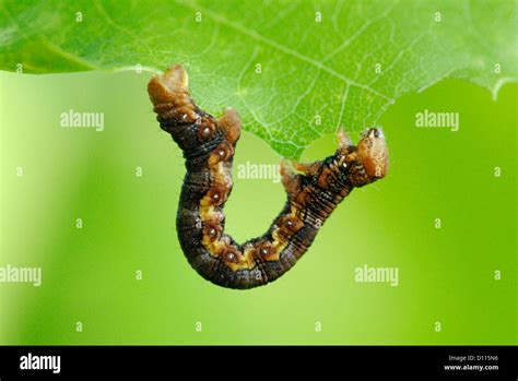 Uméro Tacheté Caterpillar Erannis Defoliaria Se Nourrissent Dune