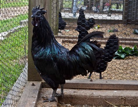 Across The Pond Crooks Are Stealing Rare Chicken Breeds Modern Farmer