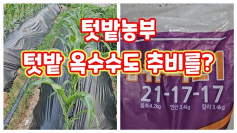 텃밭농부 텃밭 옥수수도 추비를 자연특별시괴산 Youtube