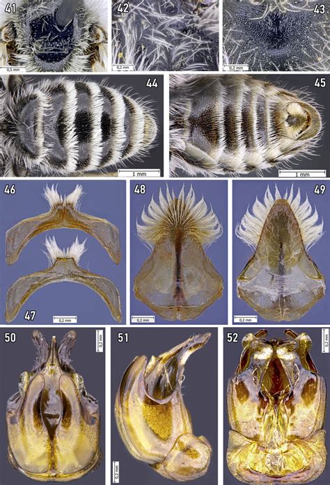 Structure Of Andrena Longiceps Male Body 41 Scutum And Scutellum Download Scientific Diagram