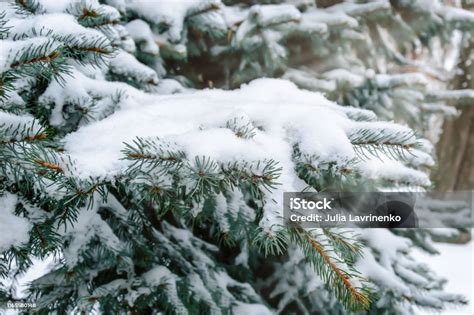 눈으로 덮인 전나무 가지 크리스마스 트리 야외와 눈 덮인 겨울 배경 0명에 대한 스톡 사진 및 기타 이미지 0명 12월 1월 Istock