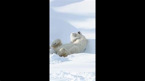 Если интересно Белая медведица приносящая за один раз от 1 до 3 детенышей вынашивает их в