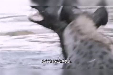 一山不容二虎两只鬣狗互相撕咬看谁能笑到最后 容二虎 鬣狗 一山