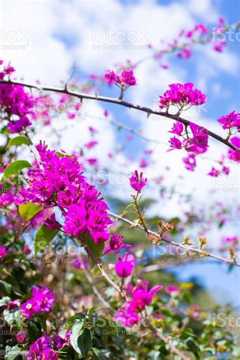 푸른 하늘을 배경으로 부겐빌레아의 꽃이 만발한 가지 자연에서 부겐빌레아 관목의 아름다운 배경 0명에 대한 스톡 사진 및 기타 이미지 Istock