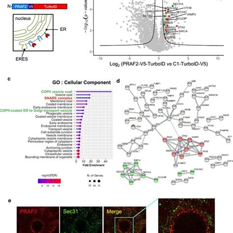 Proximity Labeling Experiments Using Turboid A Schematic Download