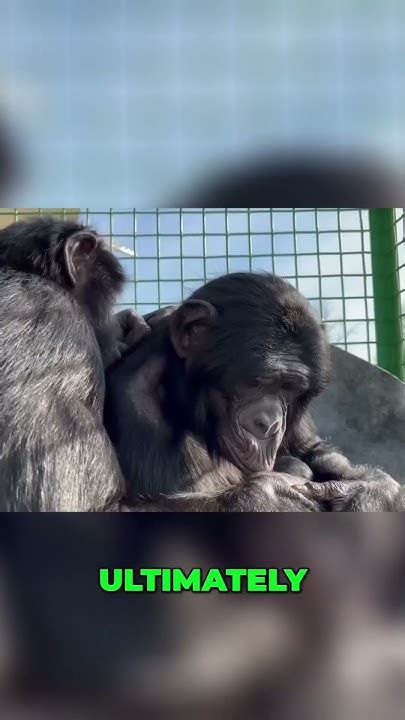 Unlocking Bonobo Intelligence Kanzis Journey To Mastering Skills