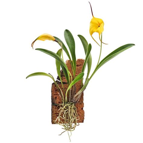 Masdevallia Bellavallia Aquasabi Aquascaping Shop