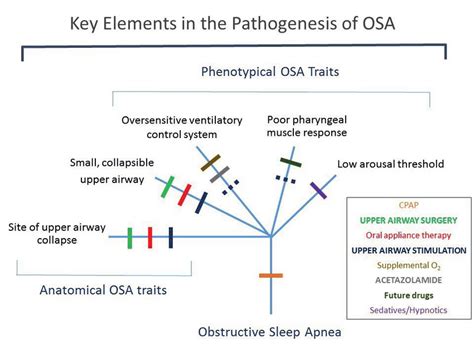 2 Five Key Elements In Osa Pathogenesis These Can Be Subdivided Into