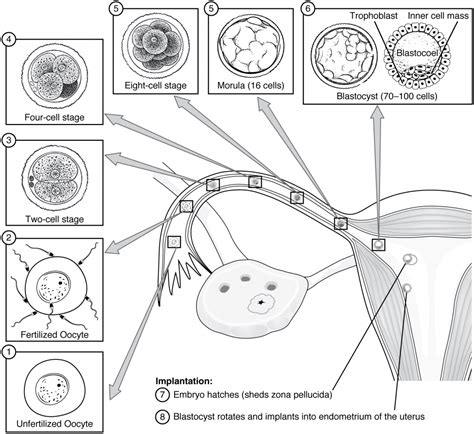 16 2 Embryonic Development Fundamentals Of Anatomy And Physiology