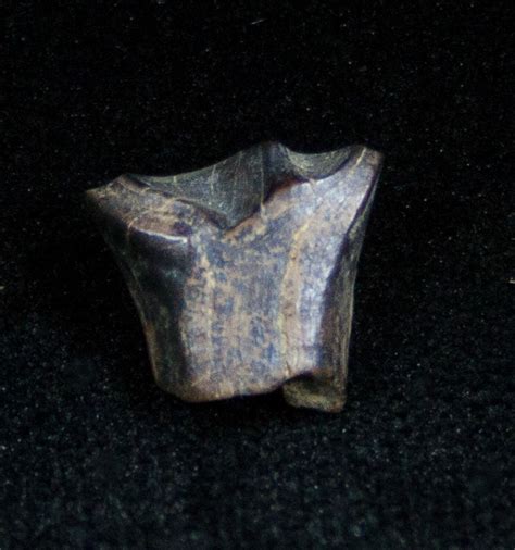 Rare Leptoceratops Tooth 1366 For Sale