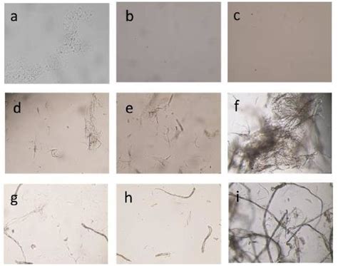 Enzymatic Treatment Of A Protoplast Fiber A B C Of Bruguiera