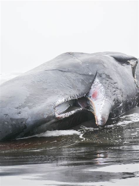 Exploding Sperm Whale