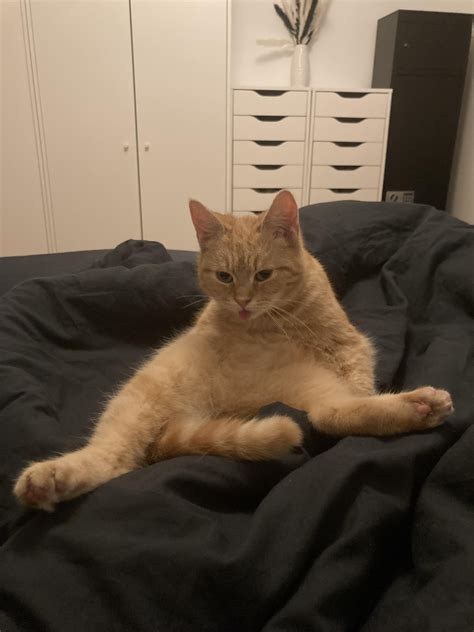 My Derpy Cat Roneorangebraincell My Derpy Cat Roneorangebraincell