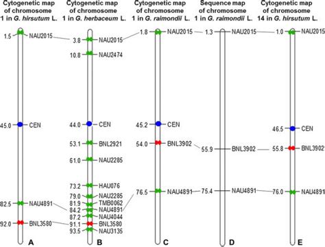Comparison Of Different Maps Ideograms Of Cytogenetic Maps Showed