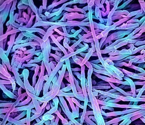 Streptomyces Thermophilic Bacteria Sem Stock Image C0267518