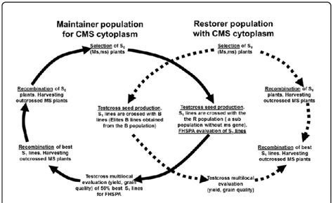 Schematic Representation Of A Possible Reciprocal Recurrent Selection