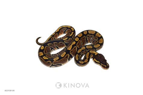Dbl Het Ultramel Clown Ball Python By Kinova Morphmarket