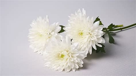 1347 장례 배경 놀라운 장례 일러스트 및 사진 무료 다운로드 Pngtree