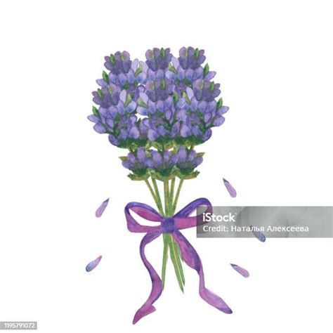 보라색과 라일락 라벤더 꽃과 녹색 잎과 가지 꽃다발 주위에 꽃잎흰색 배경에 리본으로 묶여 자연 꽃 구성을 그린 수채화 손 꽃 나무에 대한 스톡 벡터 아트 및 기타 이미지