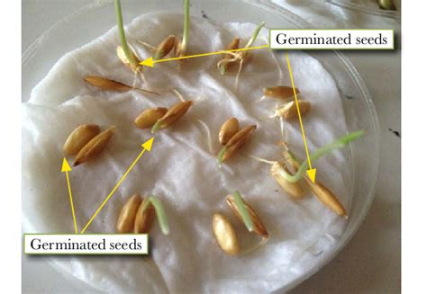 Durum Wheat Germination Test With Avena Sterilis L Download Scientific Diagram