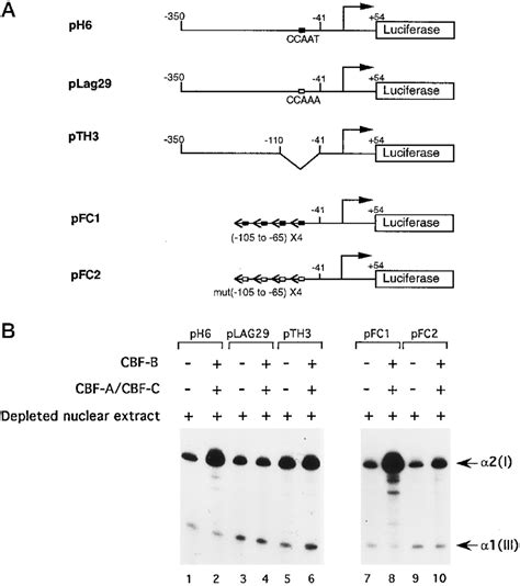 Transcriptional Activation By Recombinant Cbf A Schematic