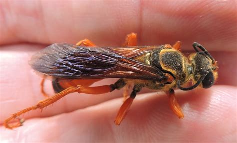 Springfield Plateau Great Golden Digger Wasp