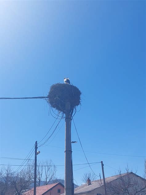 Брусница Вејн On Twitter Theyre Back 💜