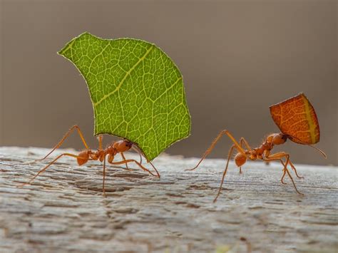 Leafcutter Ants Ant Free Photo On Pixabay