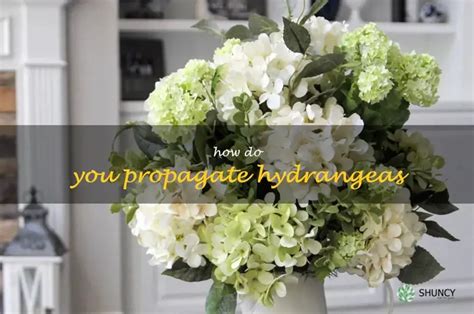 Propagating Hydrangeas A Step By Step Guide Shuncy