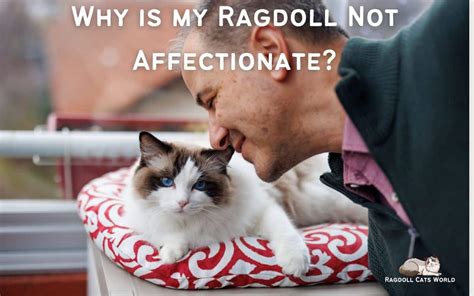 Why Is My Ragdoll Not Affectionate