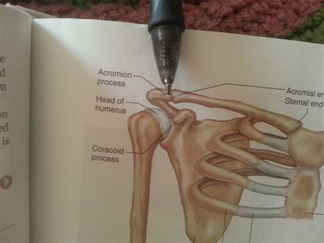 Anatomy Joints Articulations Flashcards Quizlet