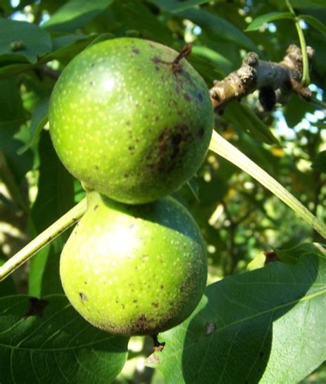 History Of Walnuts