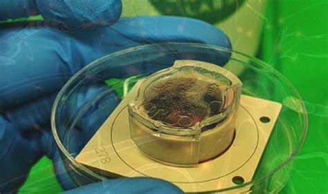 Lab Grown Brain Cells Play The 1970s Video Game Pong Play The Video News Online Brain Learning