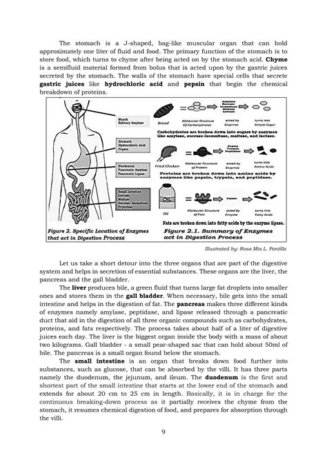 Grade 8 Science Module 1 4th Quarter Digestive System Pdf