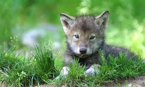 Cute Wolf Puppy