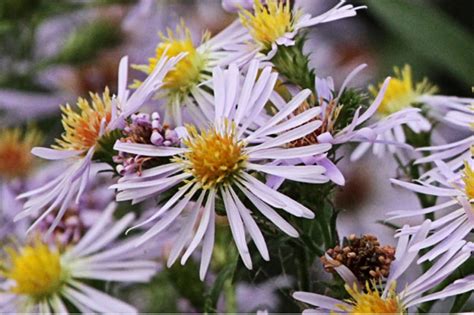 Georgia Aster Florida Wildflower Foundation