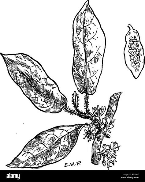 Leafy Trees Surrounding Cut Out Stock Images Pictures Alamy