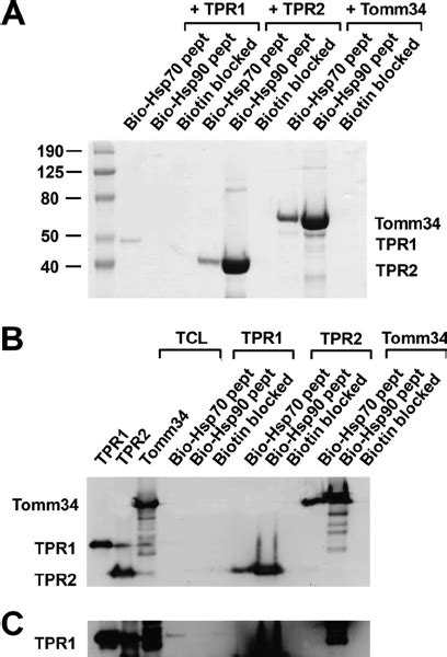 Tomm34 Tpr Domains Accommodate Hsp70hsp90 ␣ C Terminal Peptides A Download Scientific