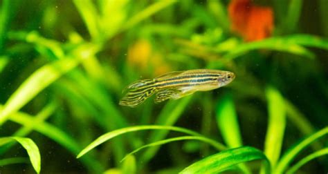 What Is Up With That Gut Using Zebrafish To Model Host Microbe Immune Interactions WUR