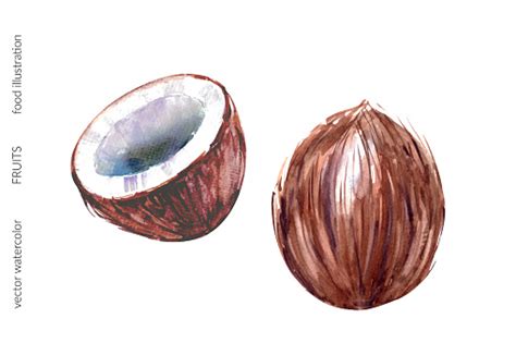 손으로 그린 수채화 코코넛 전체와 절반 컷 일러스트 세트 코코넛에 대한 스톡 벡터 아트 및 기타 이미지 코코넛 페인트 과일 Istock