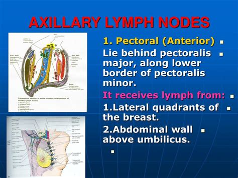 Pictures Of Axillary Lymph Nodes