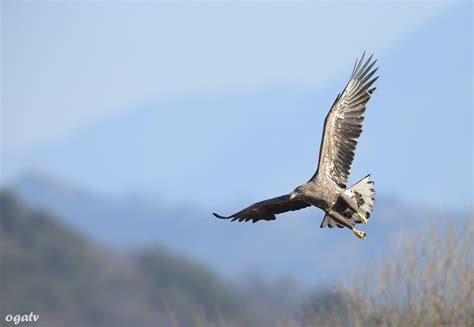 [조류]흰꼬리수리 조류 생물종 Bric