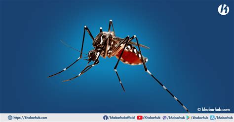 गण्डकीमा बढ्यो डेङ्गी सङ्क्रमितको सङ्ख्या ११ हजार नाघ्यो Khabarhub